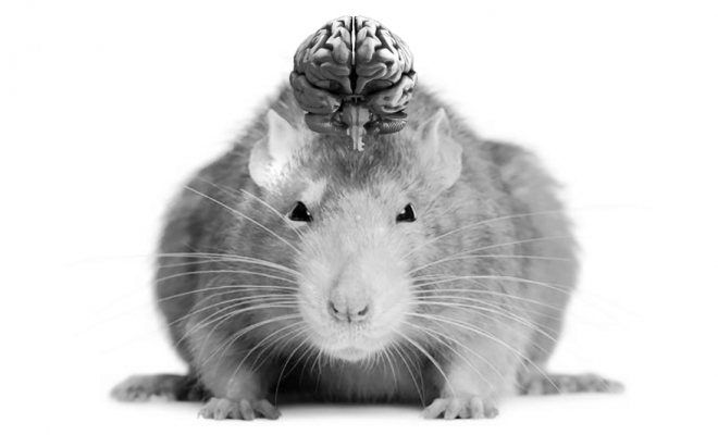 Human mini-brains and why developmental biology is interesting – MDIS Blog